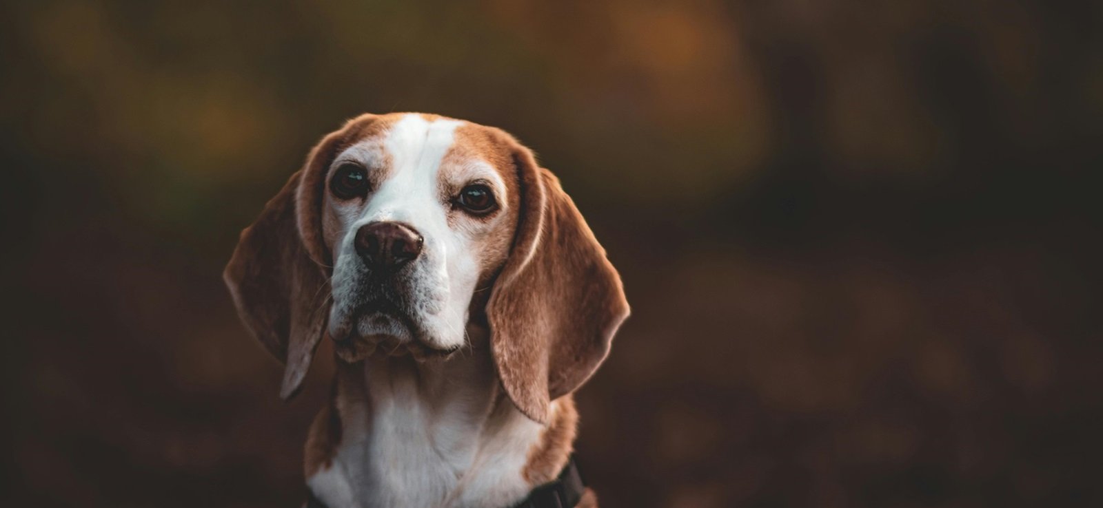 Beagle Price In India | Buy Beagle Puppies for sale online In India ...