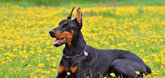 Doberman Price In Goa - Premium Doggies